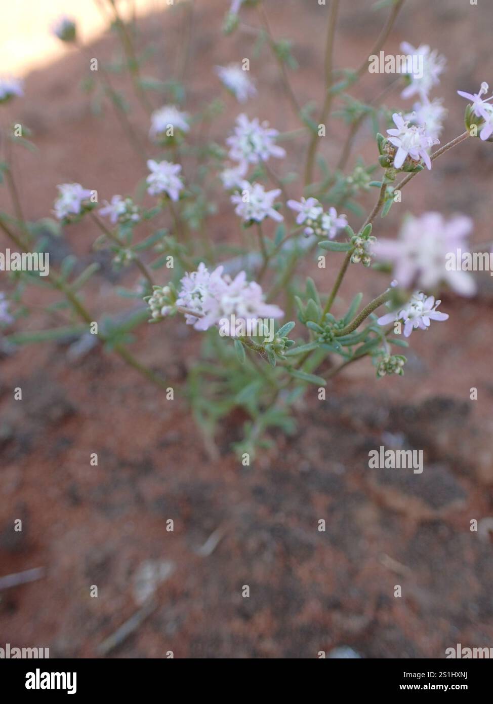 Phyllopodium hi-res stock photography and images - Alamy