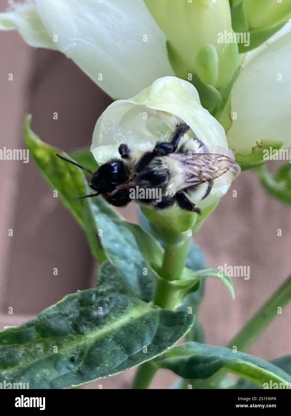 Common Eastern Bumble Bee (Bombus impatiens Stock Photo - Alamy