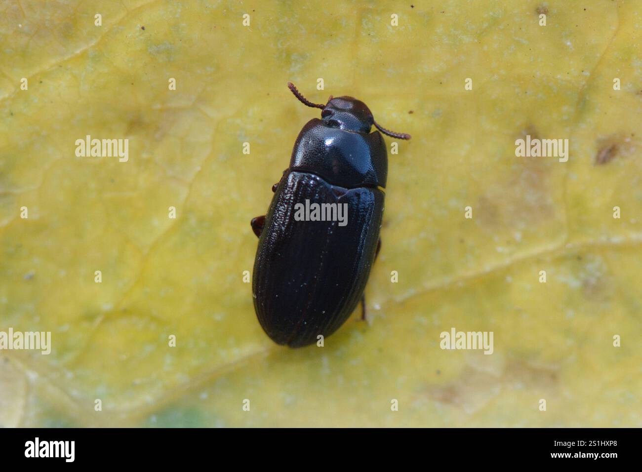 Lesser Mealworm (Alphitobius diaperinus Stock Photo - Alamy