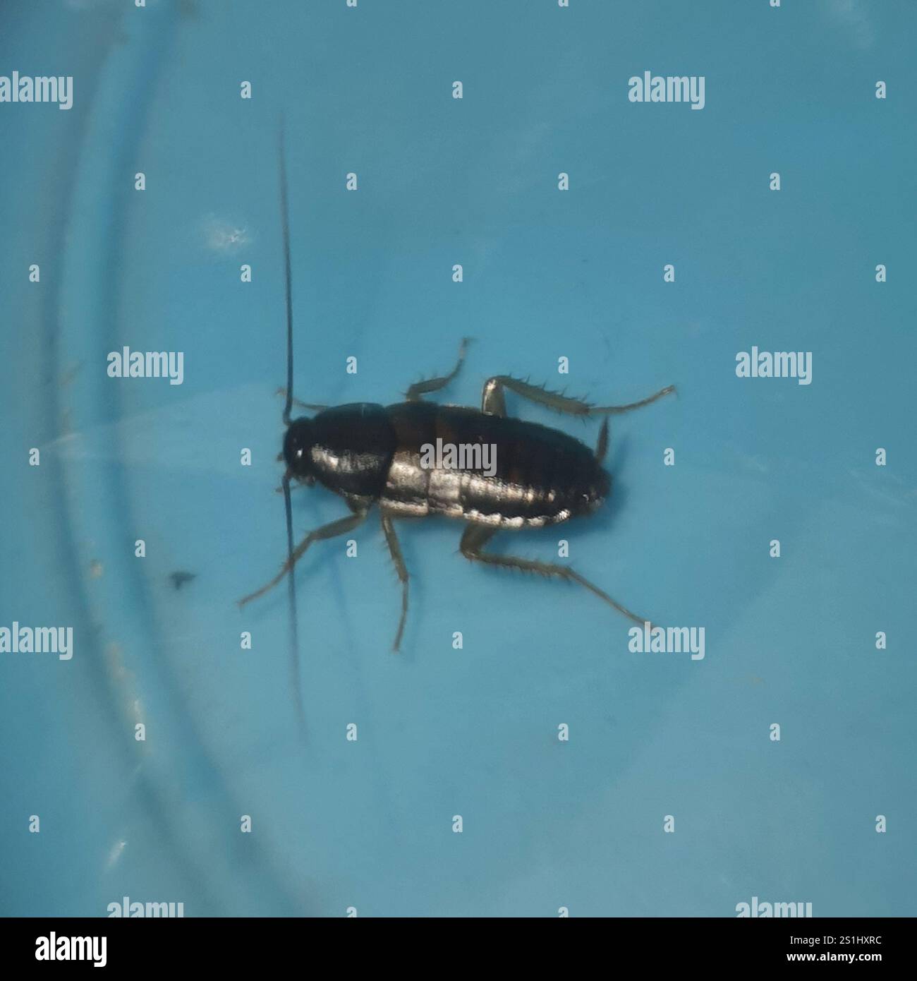 Cockroaches and Termites (Blattodea Stock Photo - Alamy