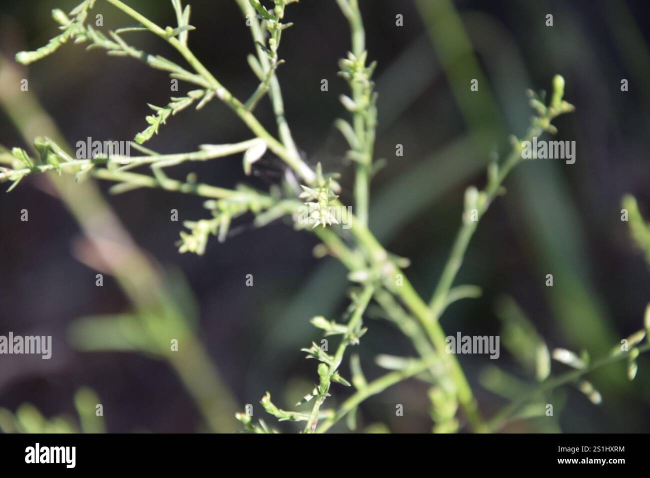 annual saltmarsh aster (Symphyotrichum subulatum Stock Photo - Alamy