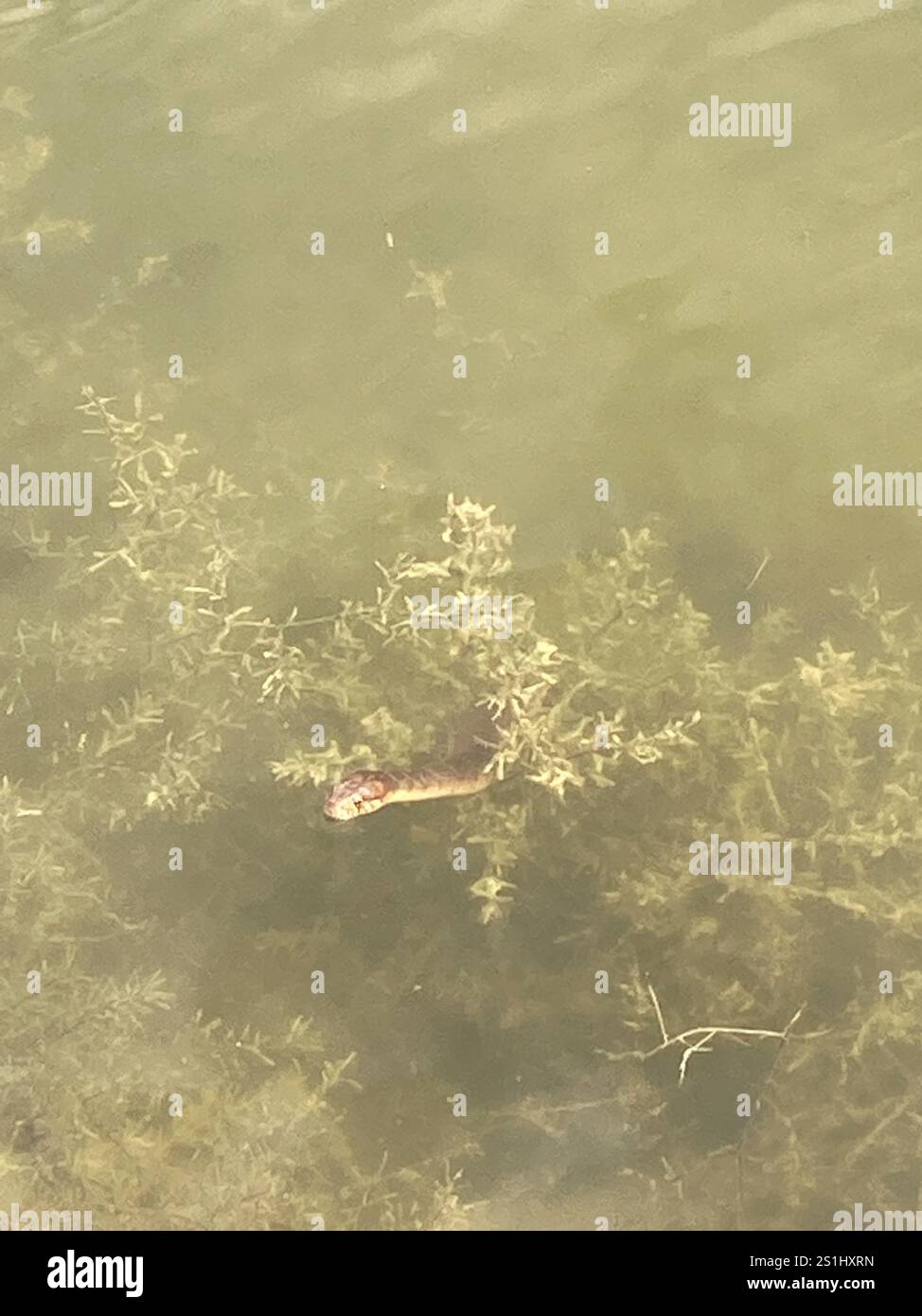 Plain-bellied Watersnake (Nerodia erythrogaster Stock Photo - Alamy