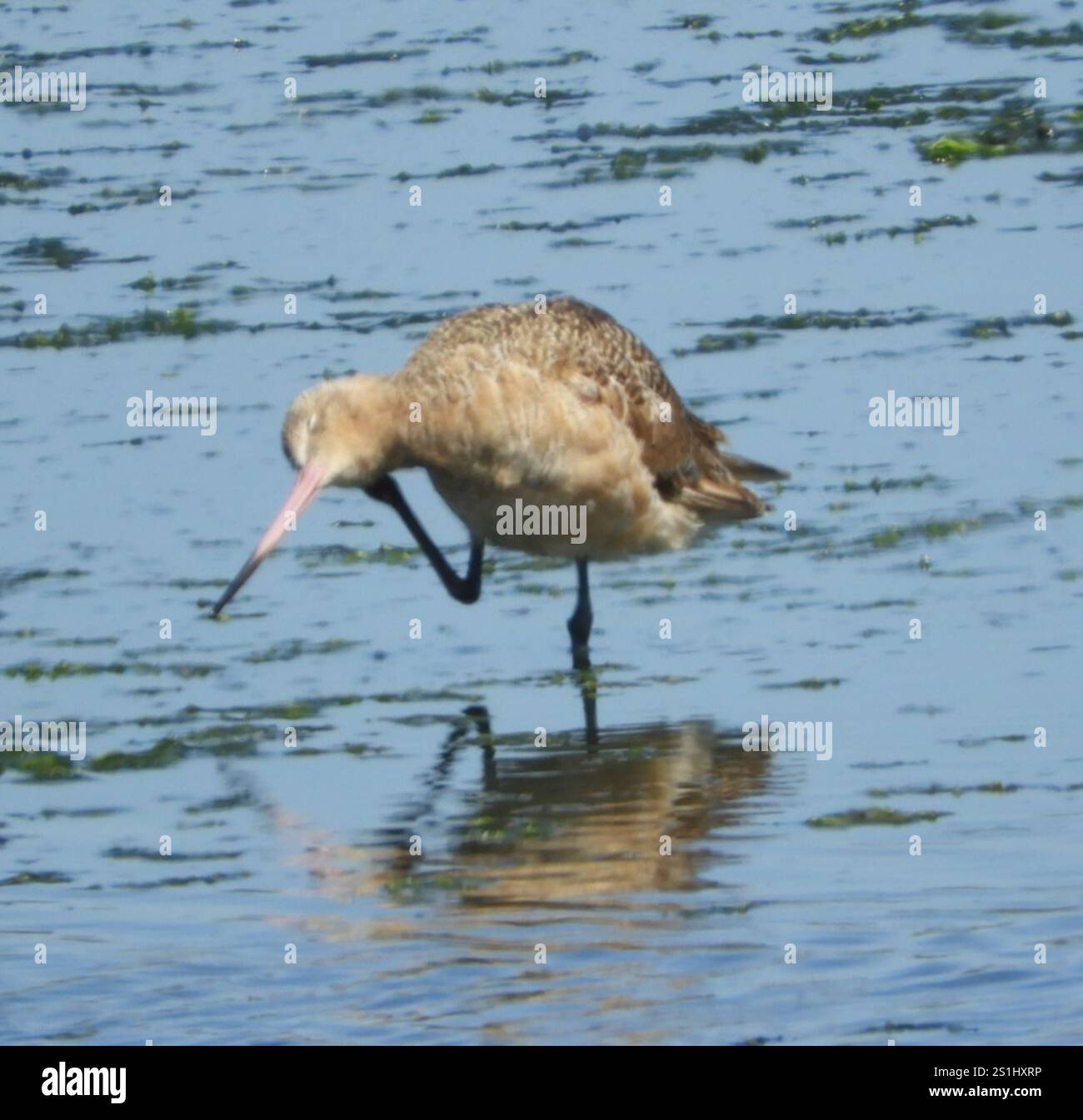 Marbled Godwit (Limosa fedoa Stock Photo - Alamy