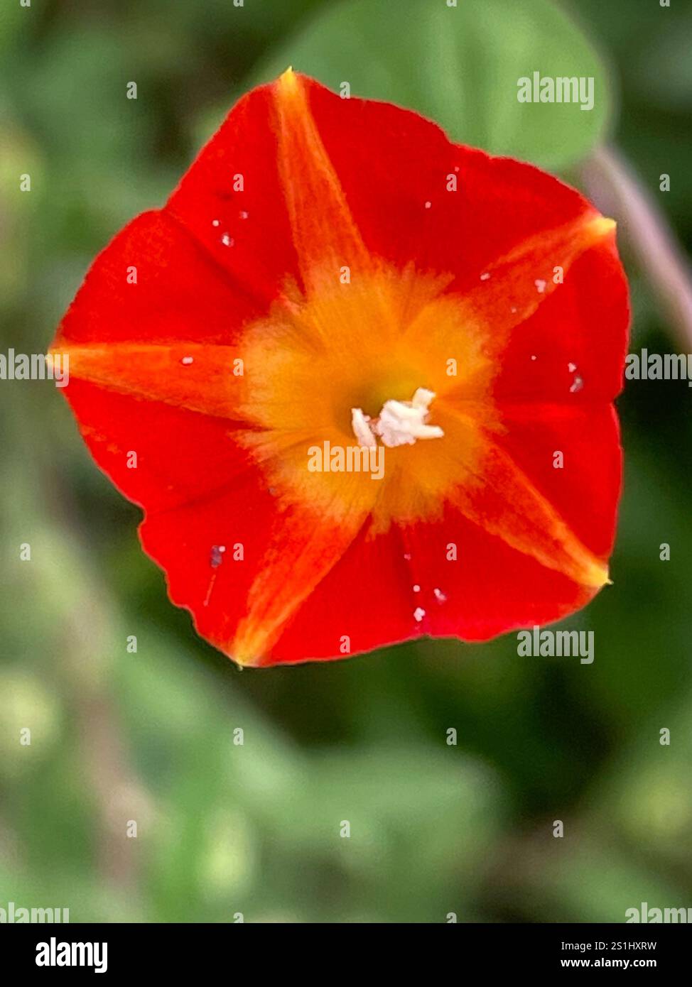red morning glory (Ipomoea coccinea Stock Photo - Alamy