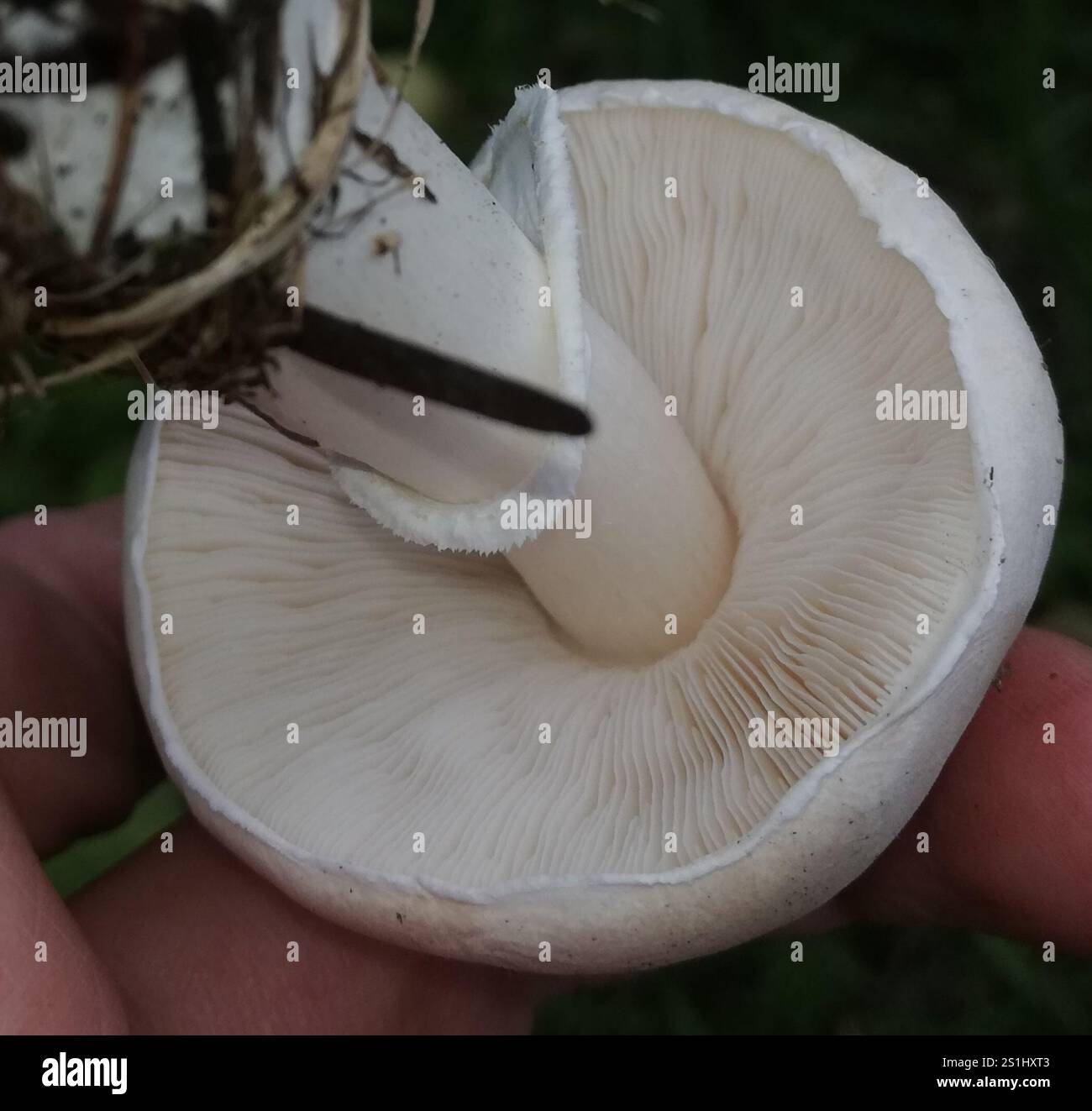 White Dapperling (Leucoagaricus leucothites Stock Photo - Alamy