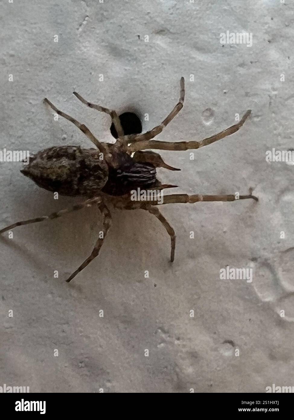 Long-spined Thread Meshweaver (Dictyna calcarata Stock Photo - Alamy