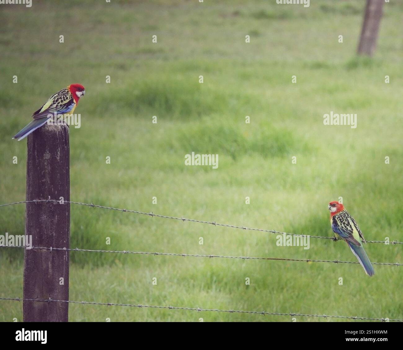 Southeast Eastern Rosella (Platycercus eximius eximius Stock Photo - Alamy
