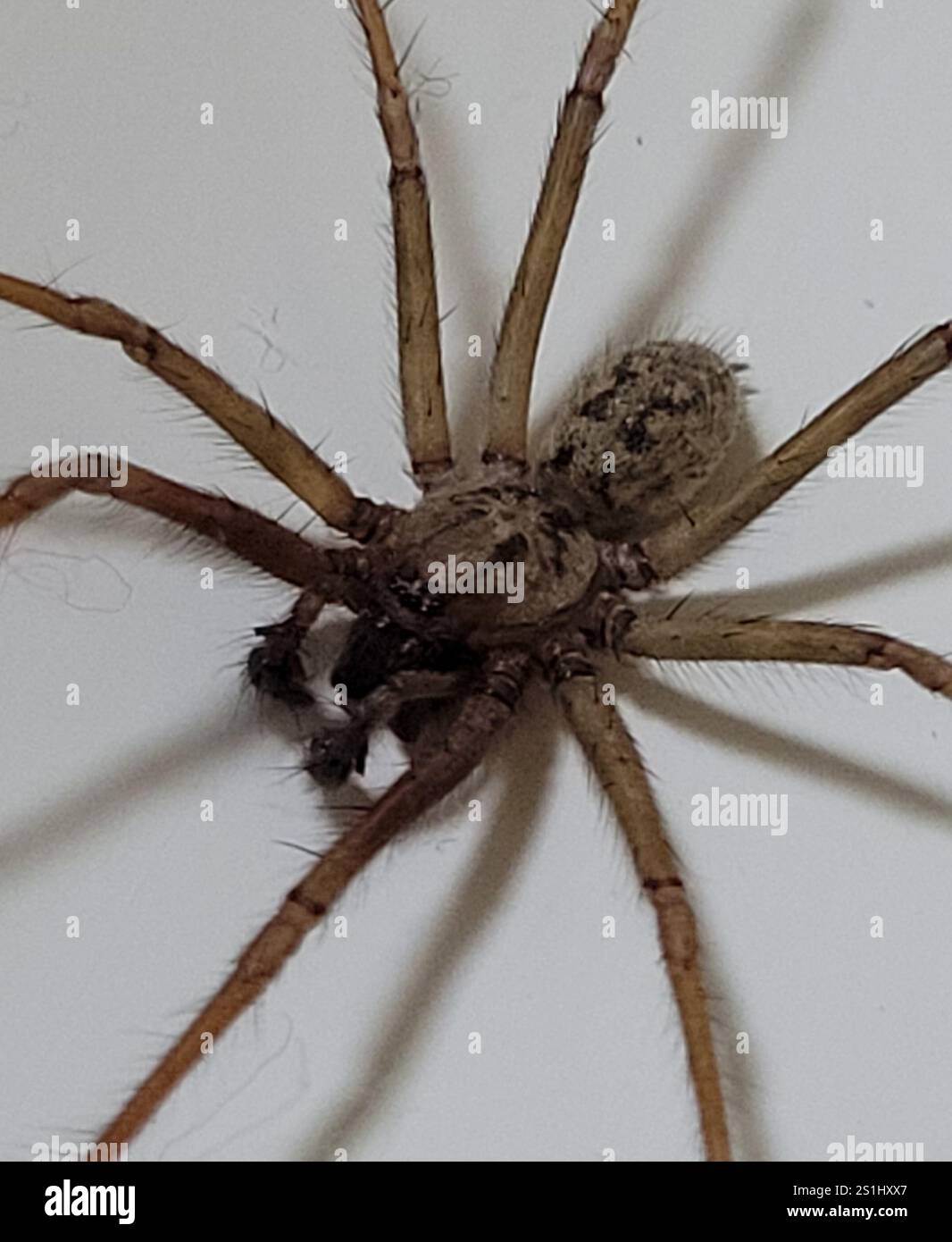 Giant House Spider (Eratigena duellica Stock Photo - Alamy