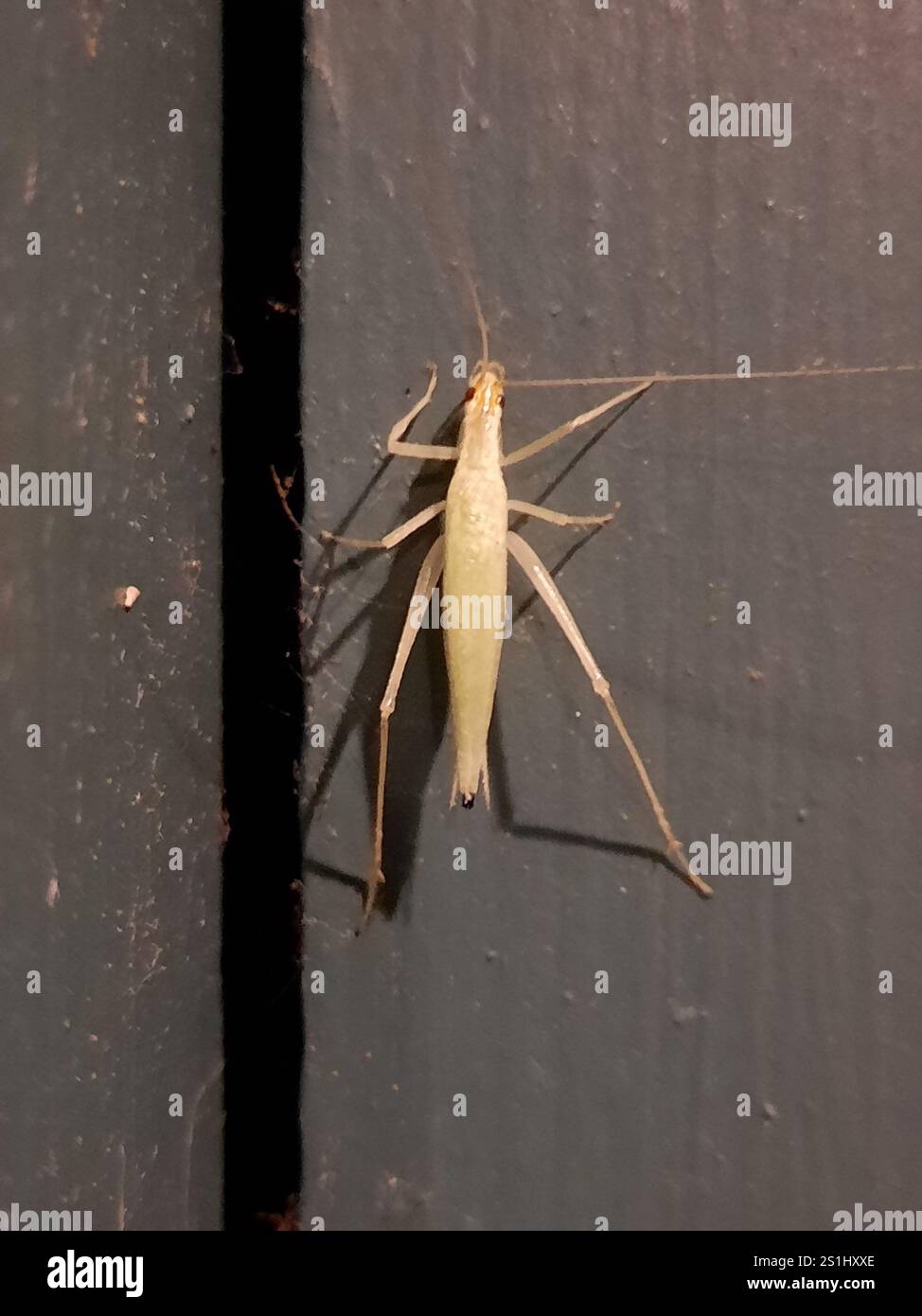 Common Tree Crickets (Oecanthus Stock Photo - Alamy