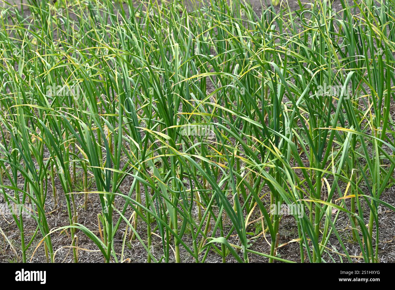 Growing plants of garlic or Allium sativum in UK garden July Stock ...