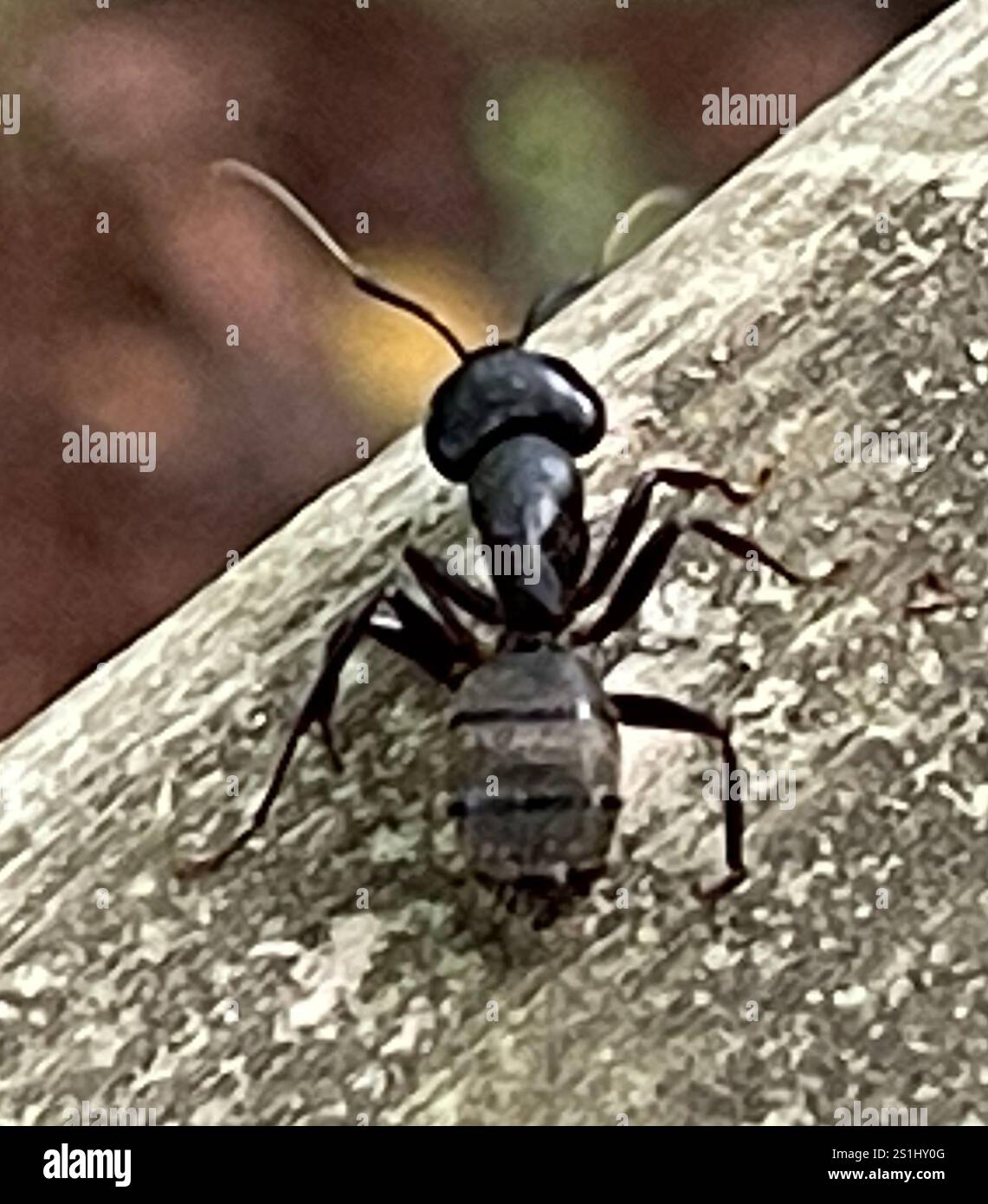 Eastern Black Carpenter Ant (Camponotus pennsylvanicus Stock Photo - Alamy
