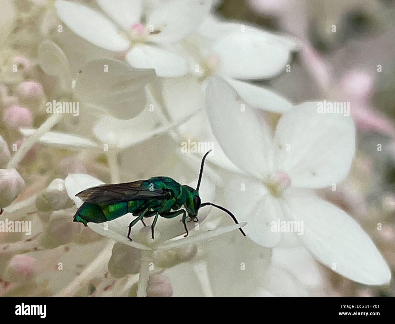 Ruby-tailed Cuckoo Wasps (Chrysis ignita Stock Photo - Alamy