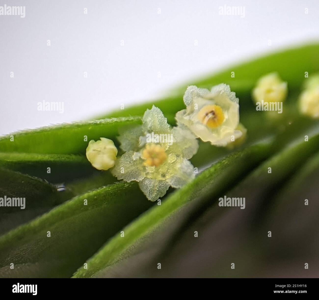 Chamberbitter (Phyllanthus urinaria Stock Photo - Alamy
