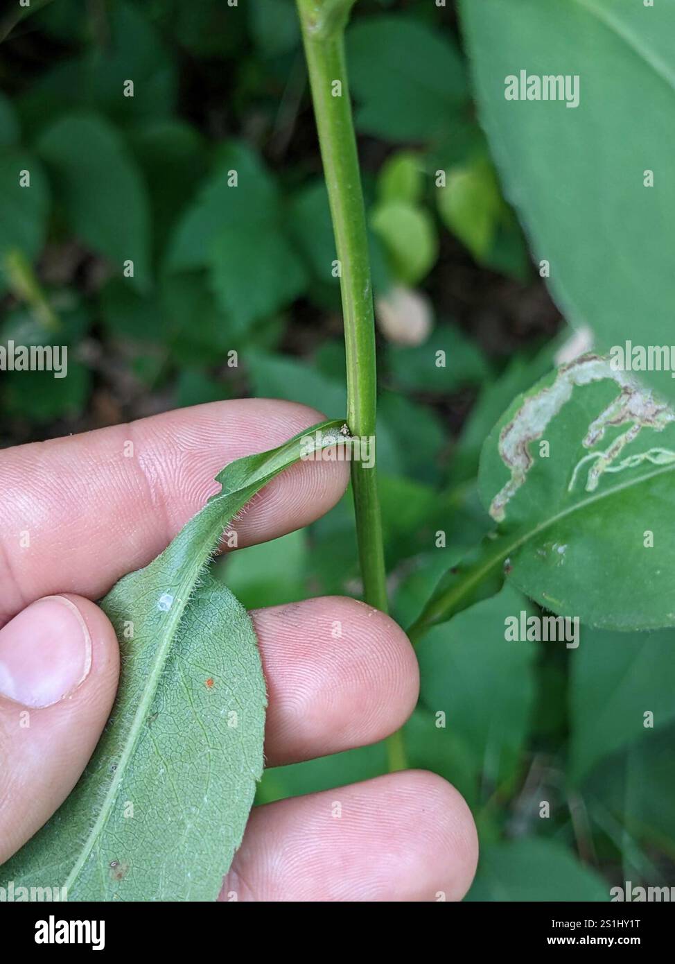 Arrow-leaved Aster (Symphyotrichum urophyllum Stock Photo - Alamy