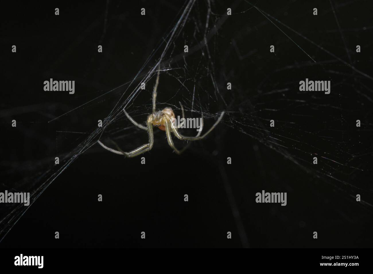 Sheetweb and Dwarf Weavers (Linyphiidae Stock Photo - Alamy