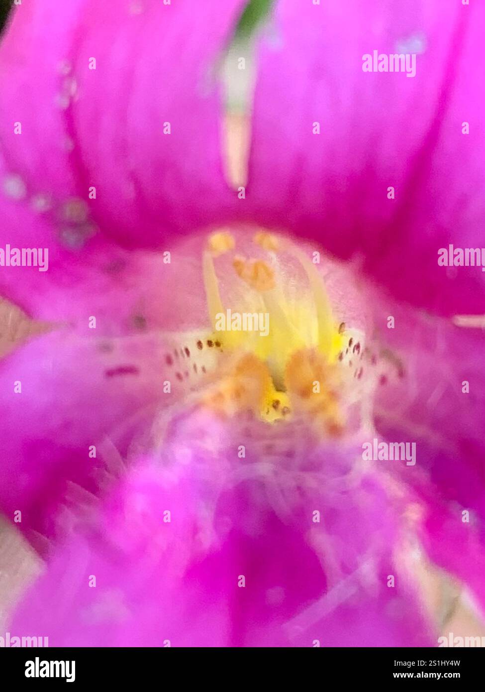 Lewis' monkeyflower (Erythranthe lewisii Stock Photo - Alamy