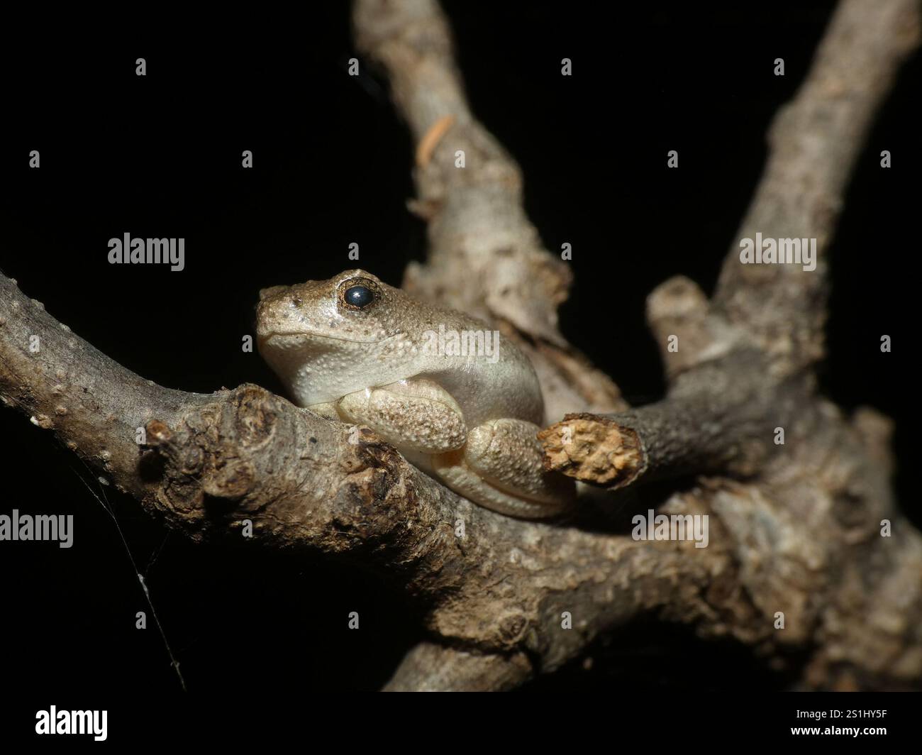 Reed Frogs (Hyperolius Stock Photo - Alamy
