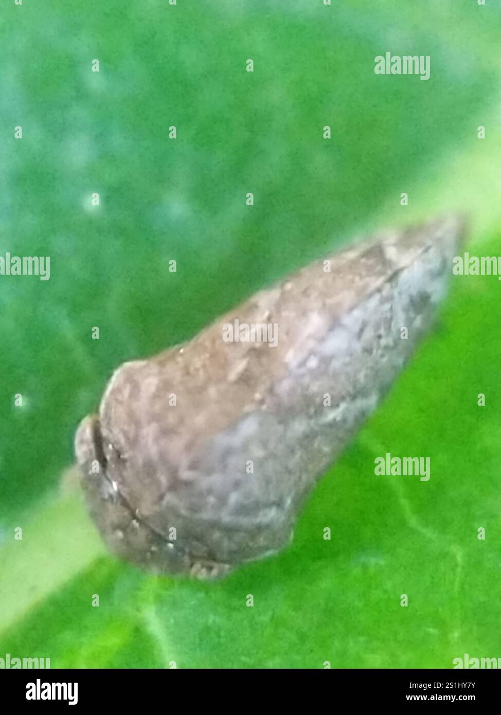 Keeled Treehopper (Entylia carinata Stock Photo - Alamy