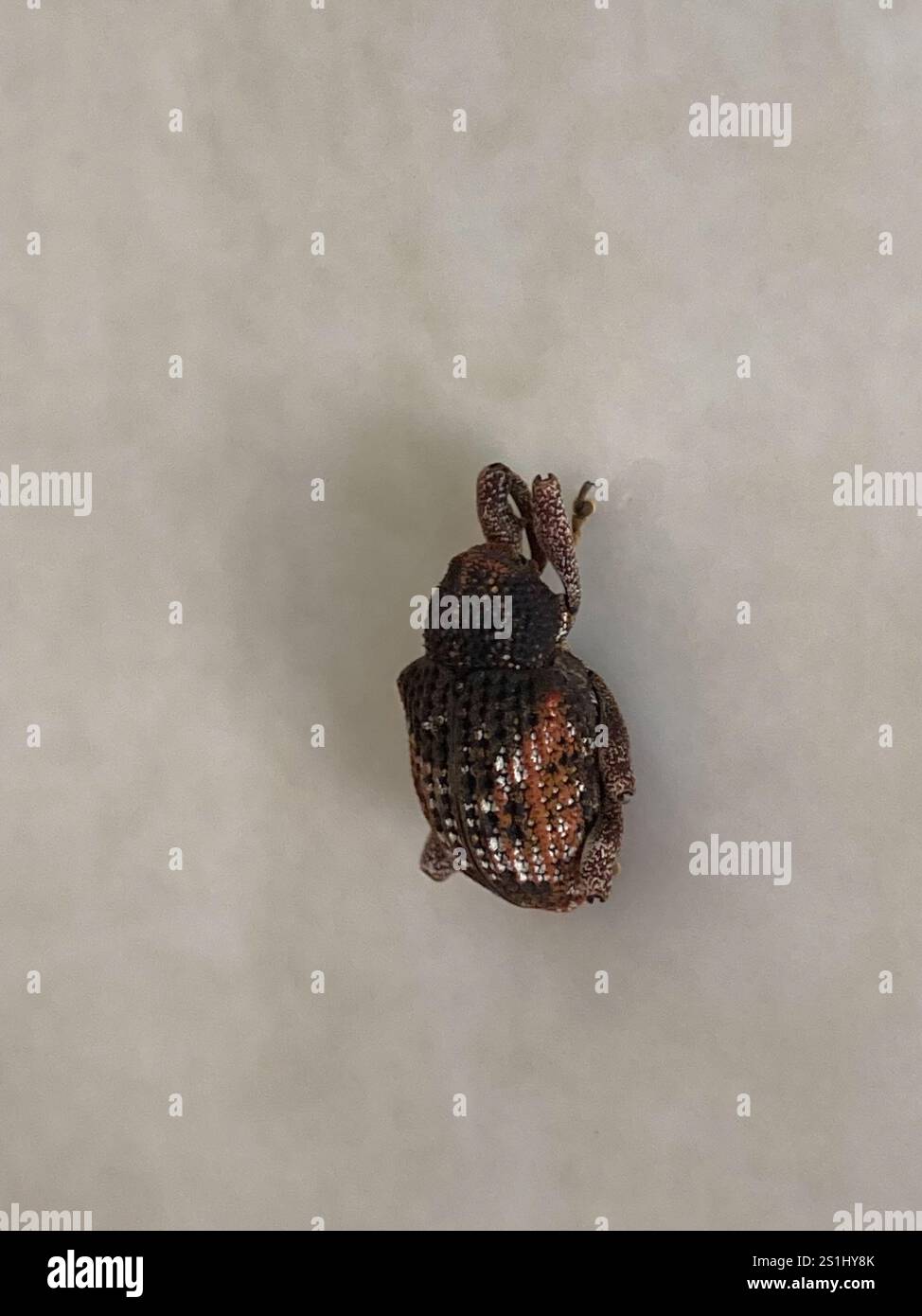 True Weevils (Curculionidae Stock Photo - Alamy