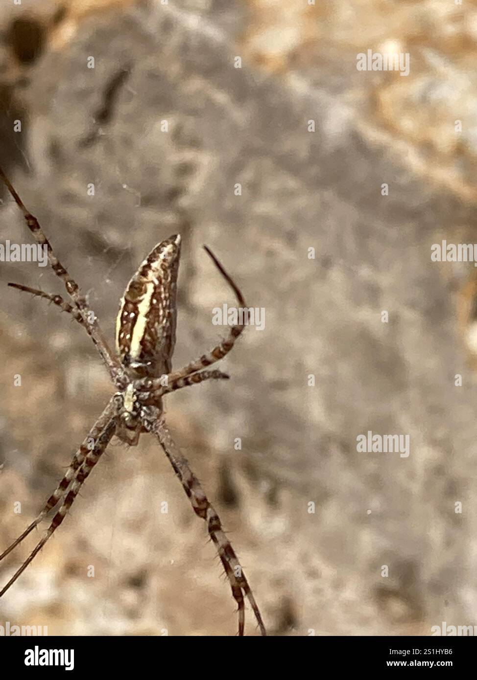 Banded Garden Spider (Argiope trifasciata Stock Photo - Alamy