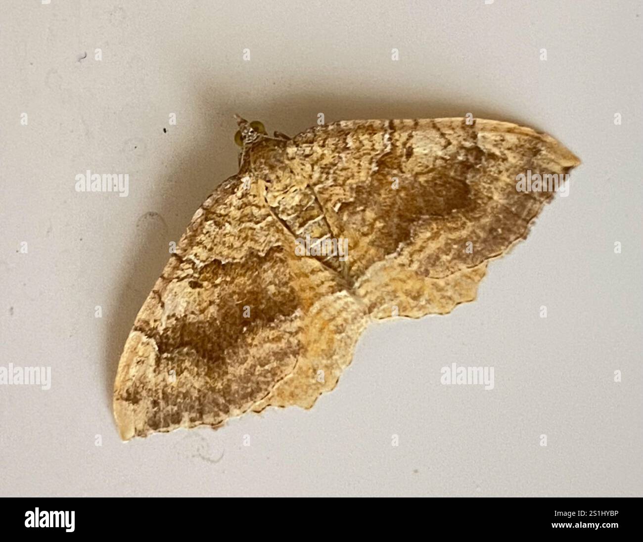 Yellow Shell Moth (Camptogramma bilineata Stock Photo - Alamy