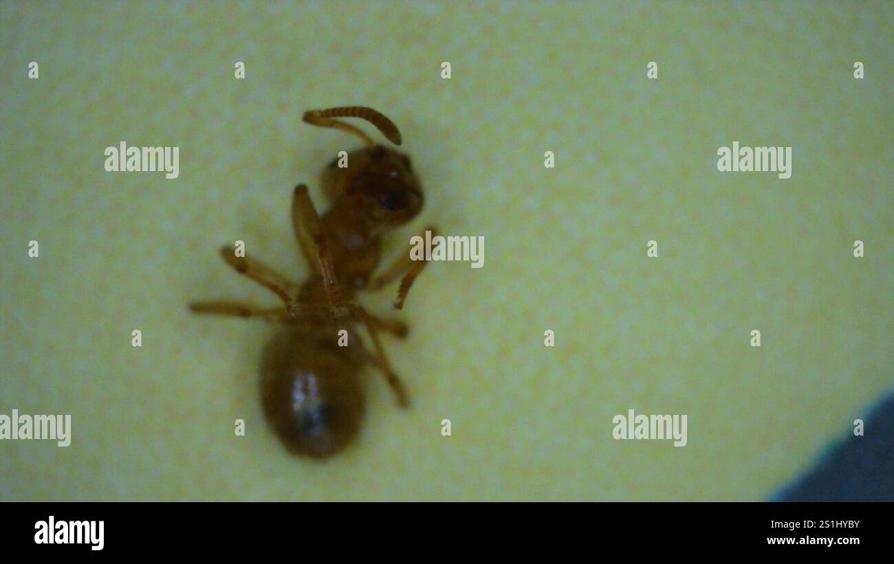 Citronella Ants, Fuzzy Ants, and Allies (Lasius Stock Photo - Alamy