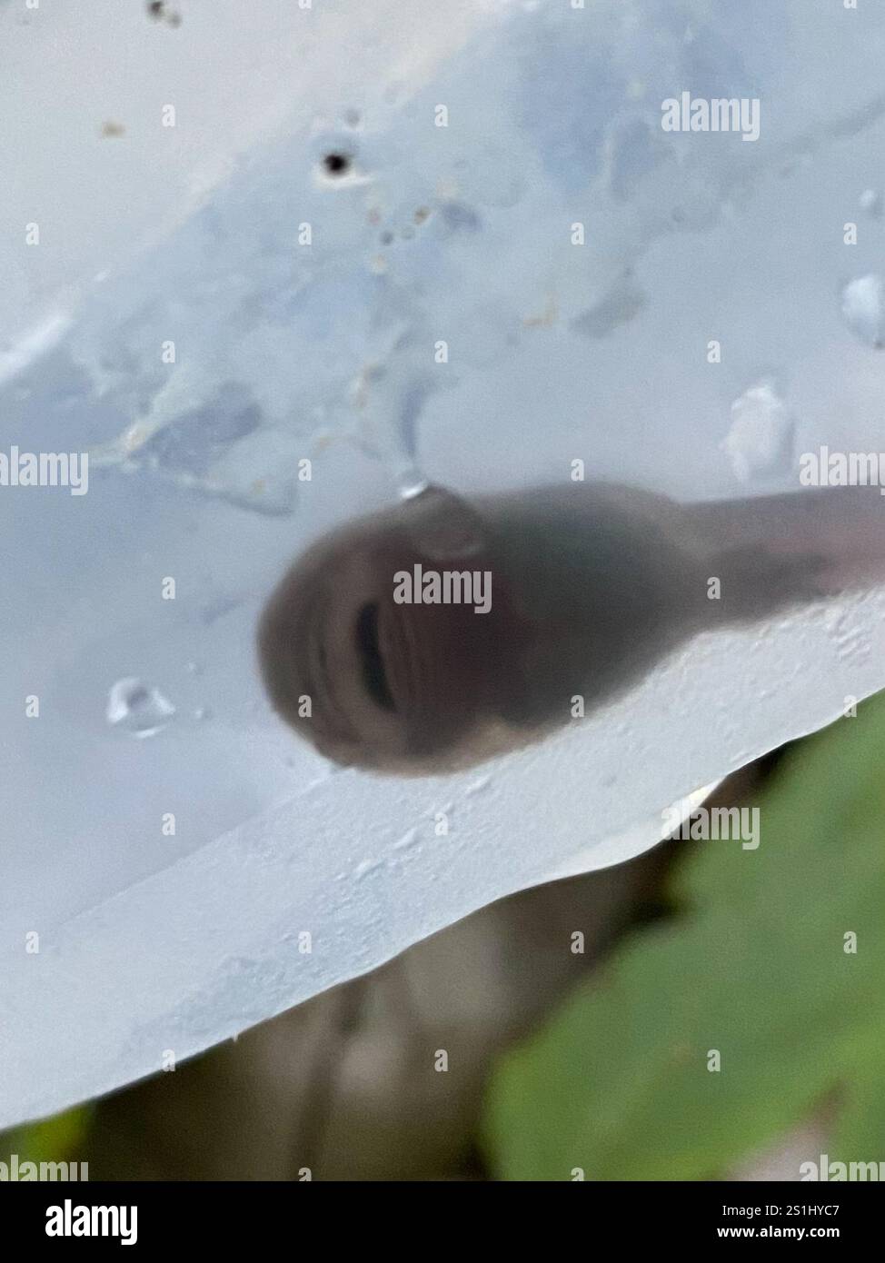 Coastal Tailed Frog (Ascaphus truei Stock Photo - Alamy