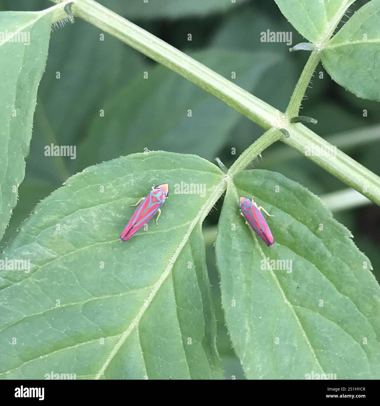 Red-banded Leafhopper (Graphocephala coccinea Stock Photo - Alamy