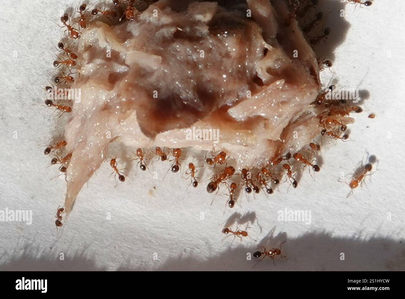 Southern Fire Ant (Solenopsis xyloni Stock Photo - Alamy