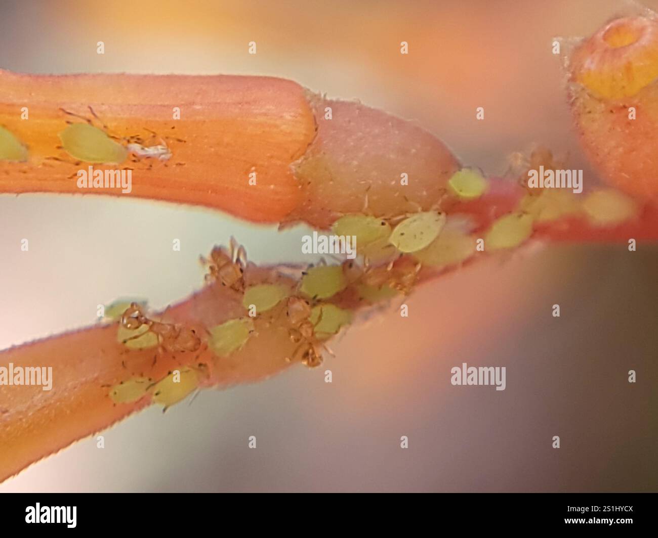 Little Fire Ant (Wasmannia auropunctata Stock Photo - Alamy