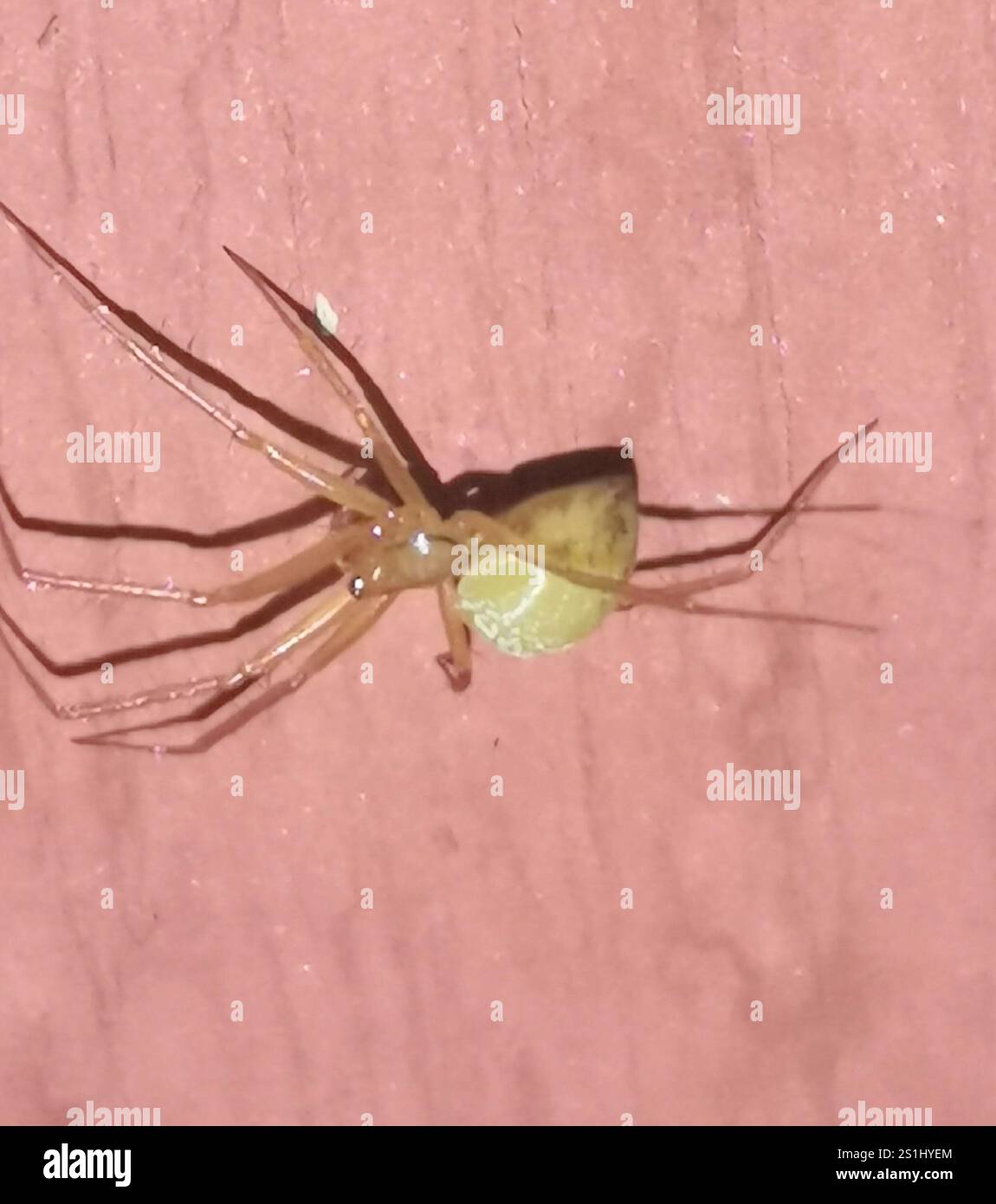 Common candy-striped spider (Enoplognatha ovata Stock Photo - Alamy