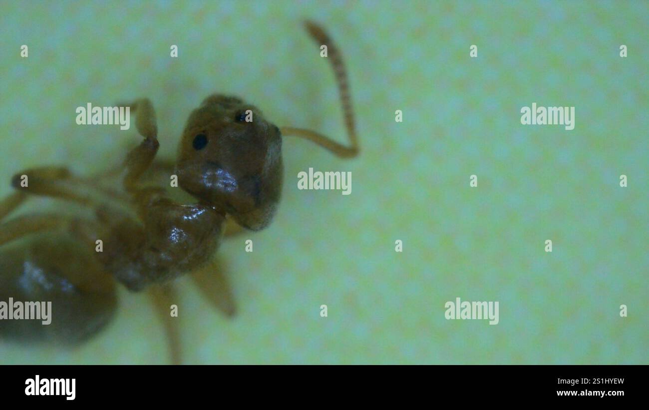 Citronella Ants, Fuzzy Ants, and Allies (Lasius Stock Photo - Alamy