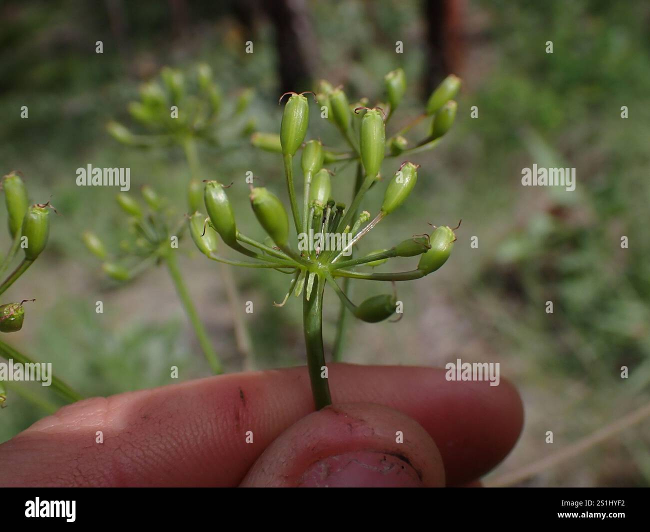Carrotleaf Biscuitroot (Lomatium multifidum Stock Photo - Alamy