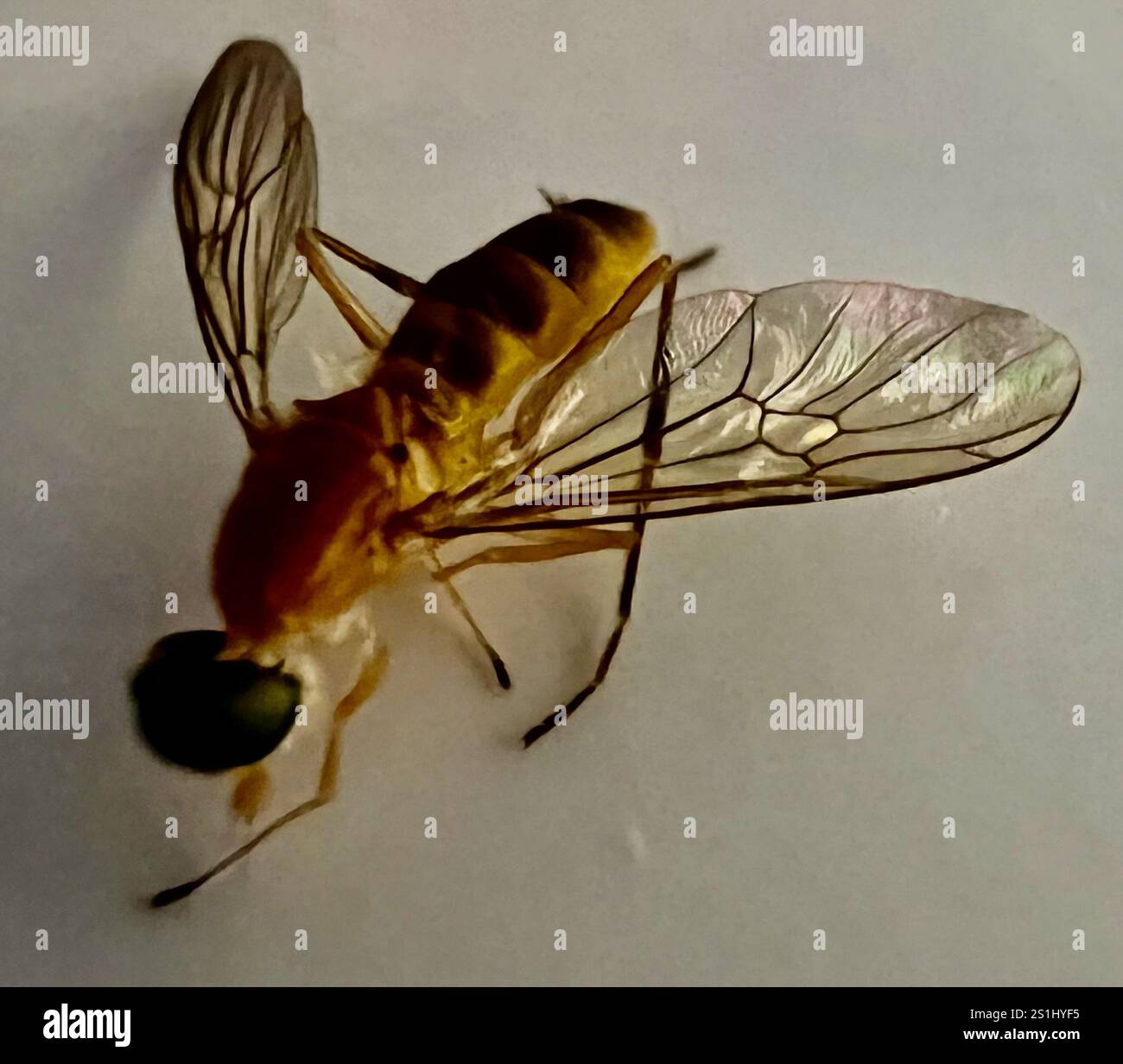 Compost Fly (Ptecticus trivittatus Stock Photo - Alamy