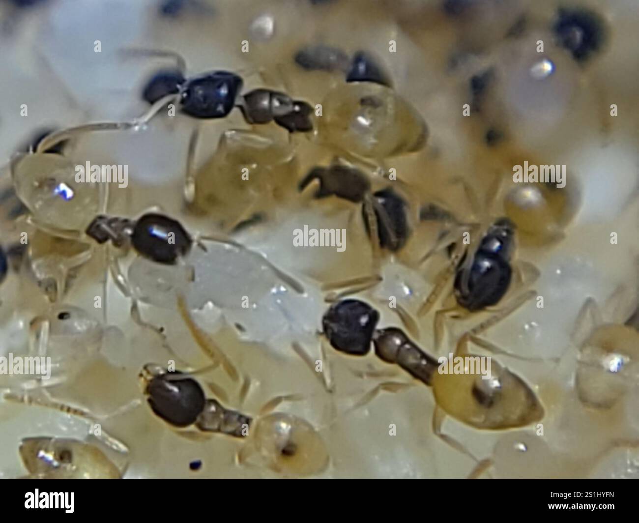 Ghost Ant (Tapinoma melanocephalum Stock Photo - Alamy