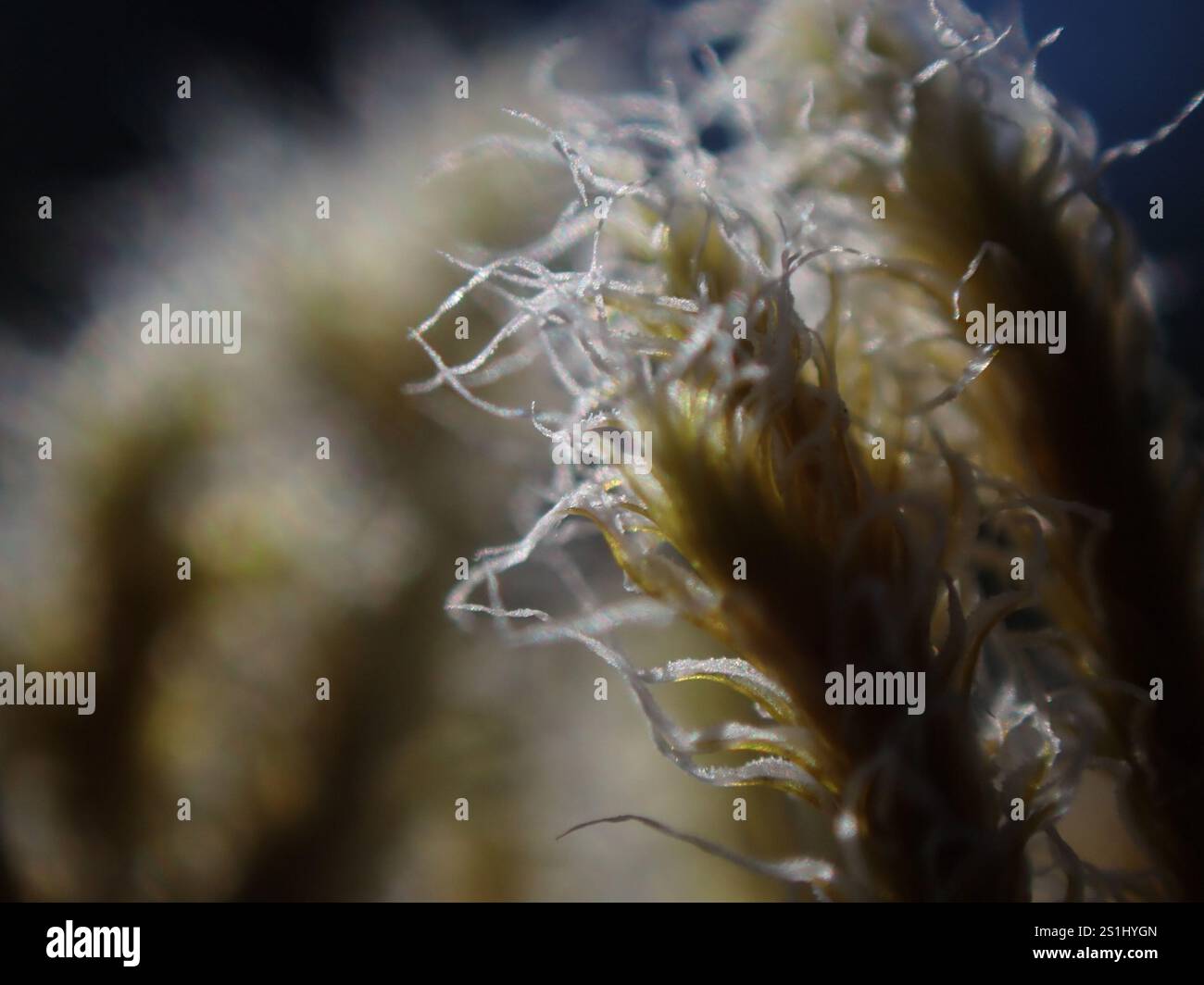 Woolly Fringe-moss (Racomitrium lanuginosum Stock Photo - Alamy