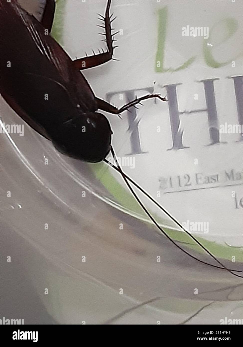 Typical Cockroaches and Termites (Blattoidea Stock Photo - Alamy