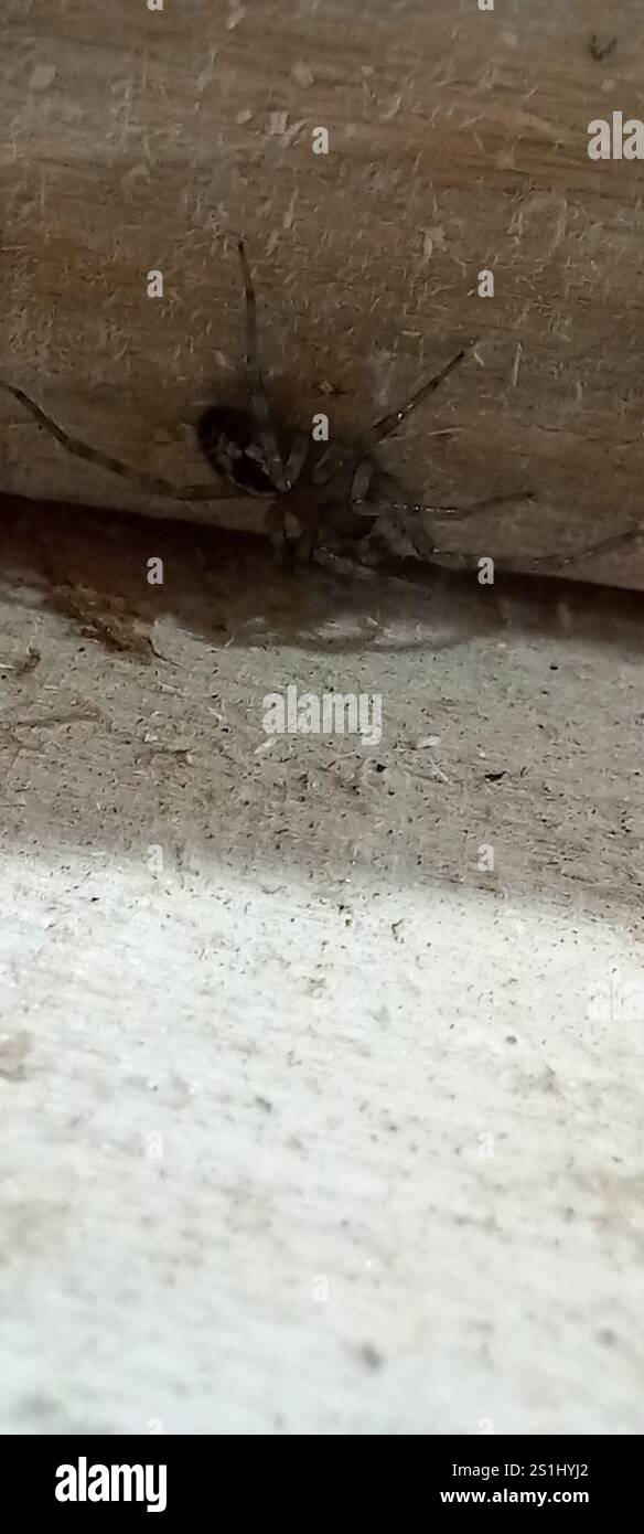 Lace-Weaver Spider (Amaurobius similis Stock Photo - Alamy