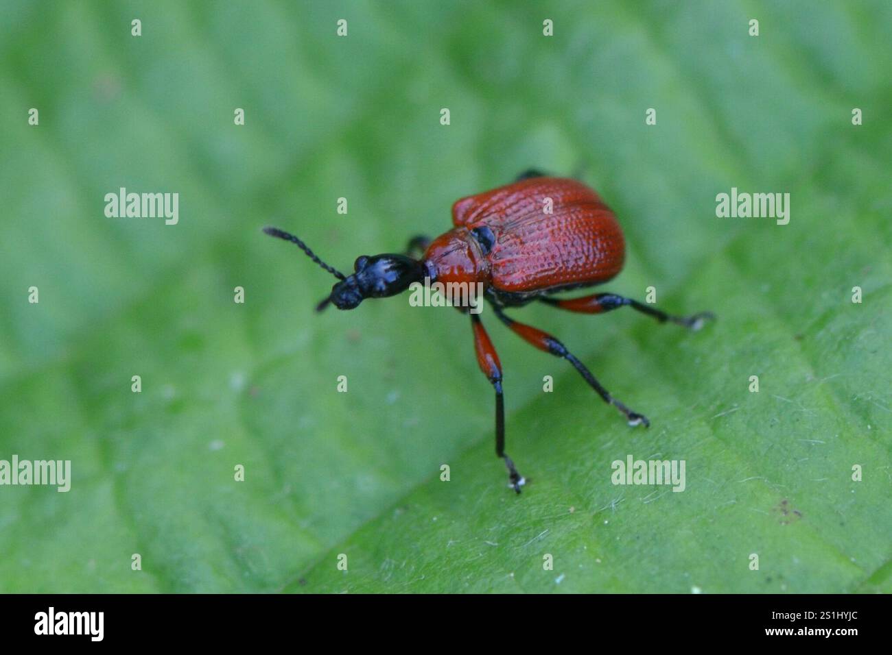 Hazel leaf-roller weevil (Apoderus coryli Stock Photo - Alamy
