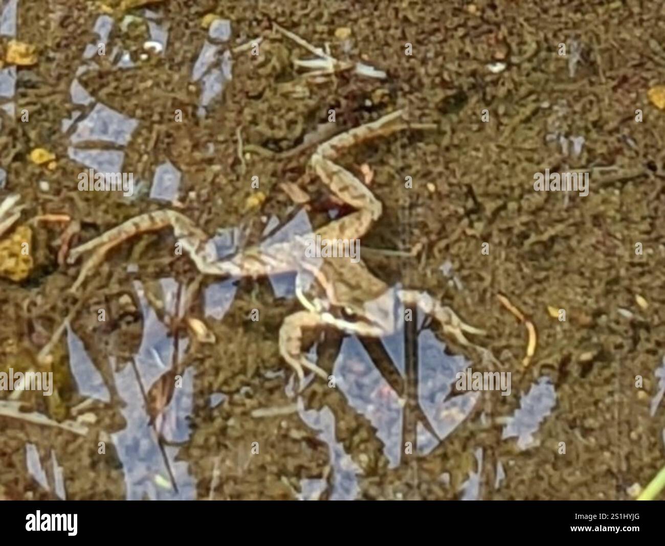 Cascades Frog (Rana cascadae Stock Photo - Alamy