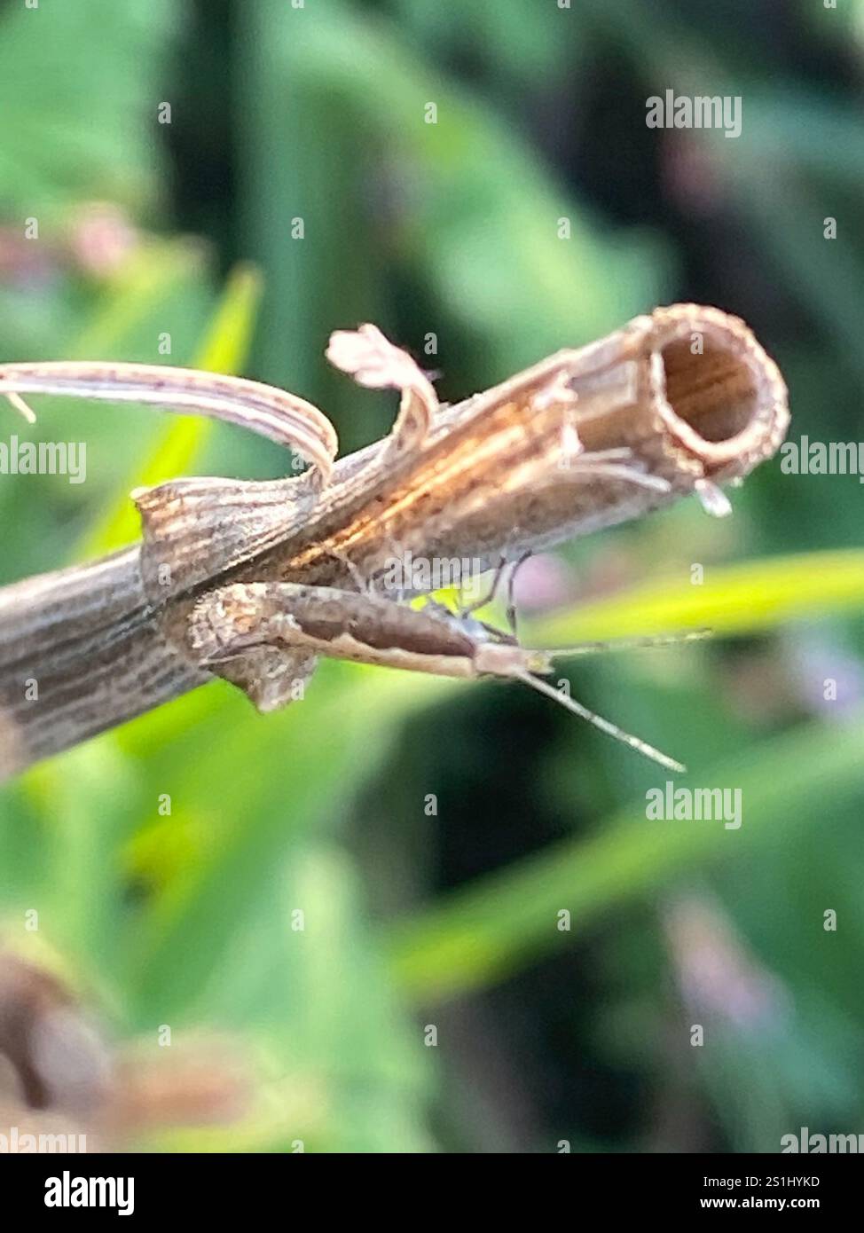 Diamondback Moth (Plutella xylostella Stock Photo - Alamy