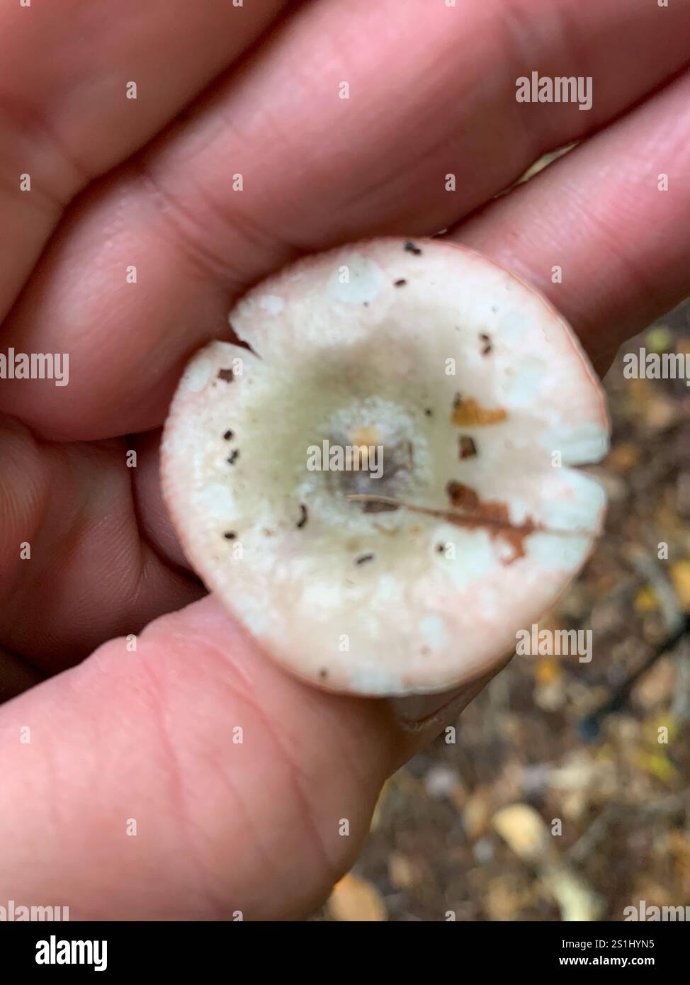 Fragile Brittlegill (Russula fragilis Stock Photo - Alamy