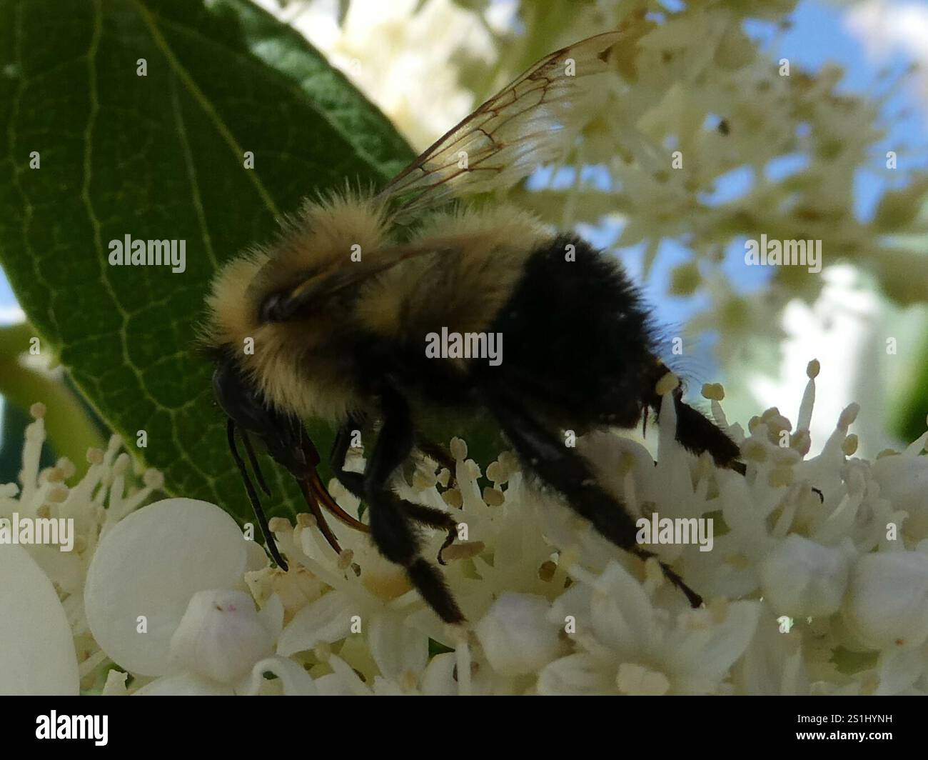 Half-black Bumble Bee (Bombus vagans Stock Photo - Alamy