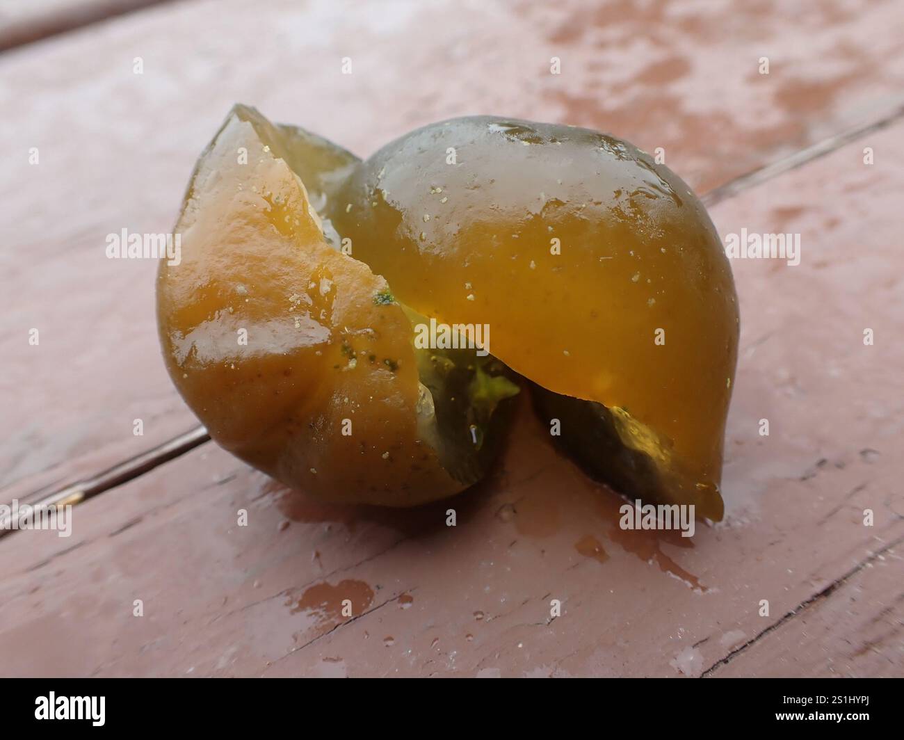Mare's Eggs (Nostoc pruniforme Stock Photo - Alamy