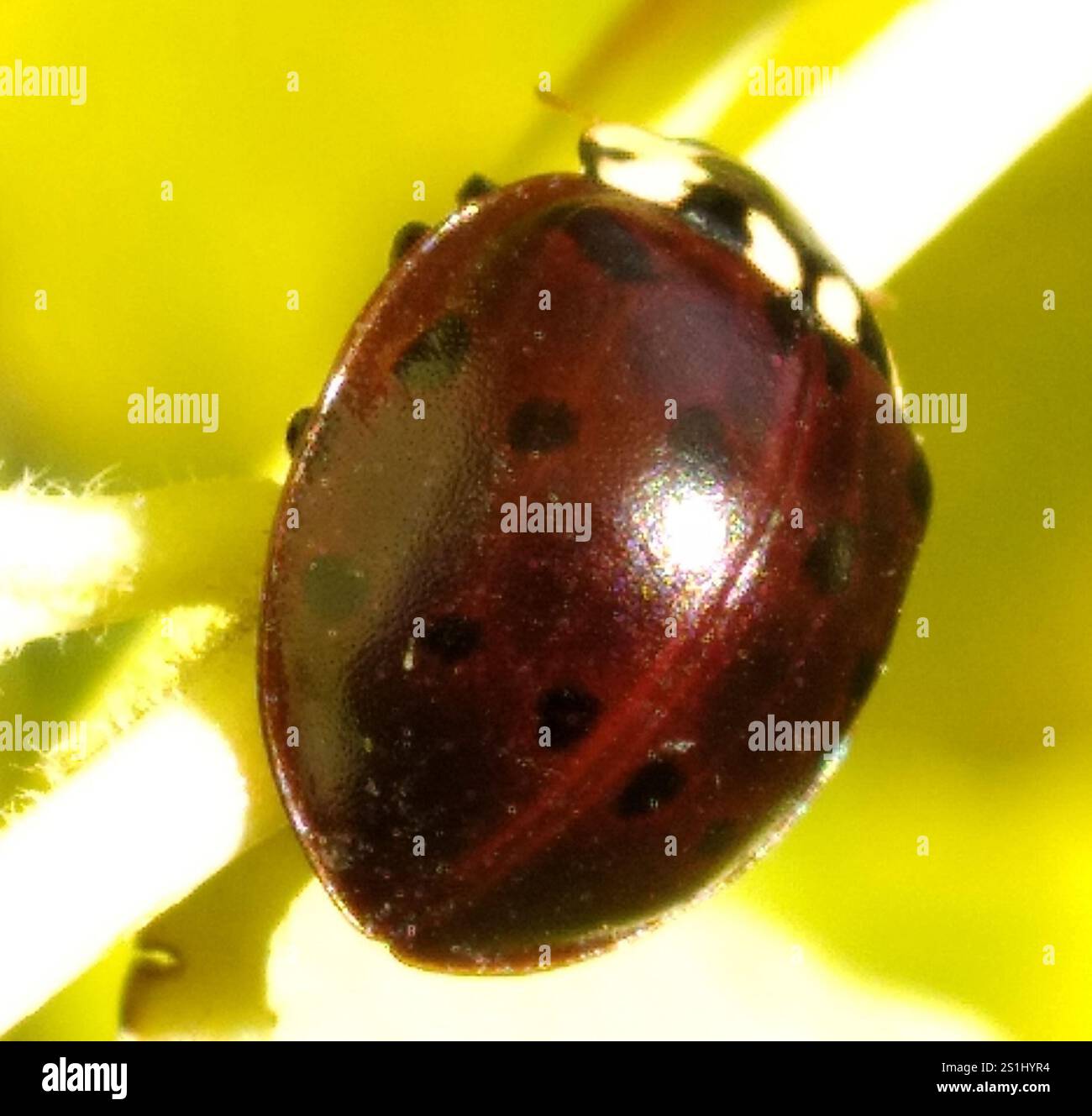 Fifteen-spotted Lady Beetle (Anatis labiculata Stock Photo - Alamy