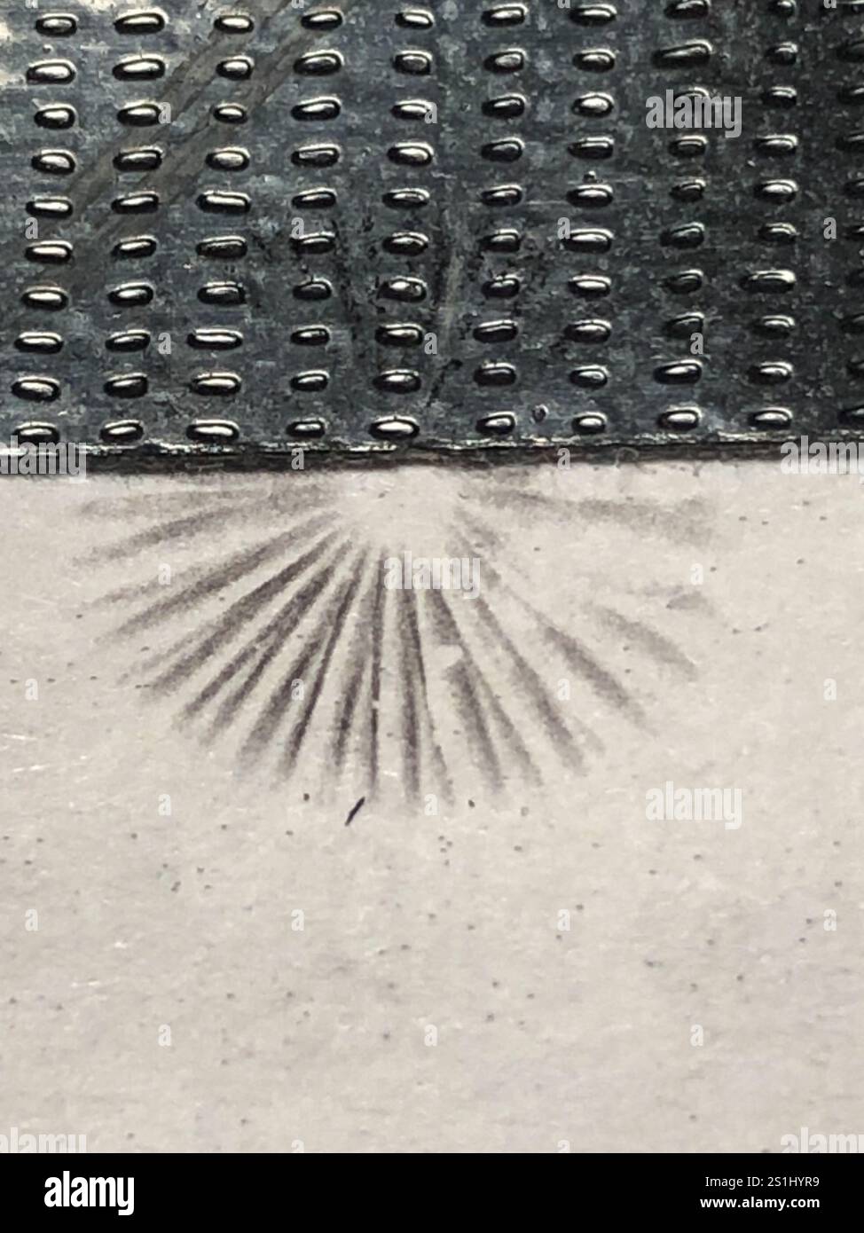 red edge brittlestem (Psathyrella corrugis Stock Photo - Alamy