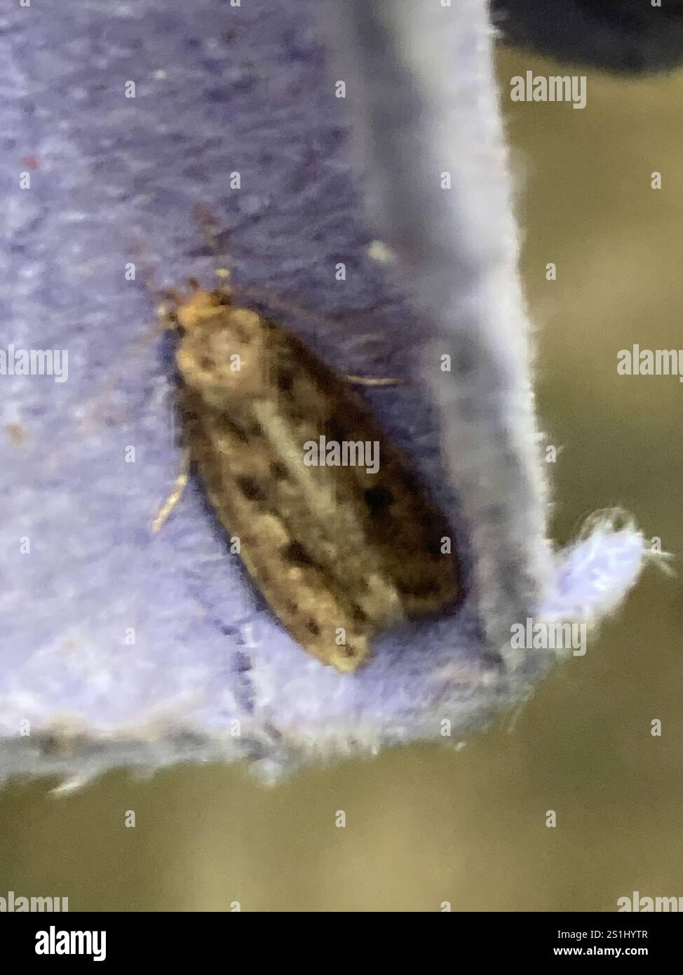 Brown House Moth (Hofmannophila pseudospretella Stock Photo - Alamy