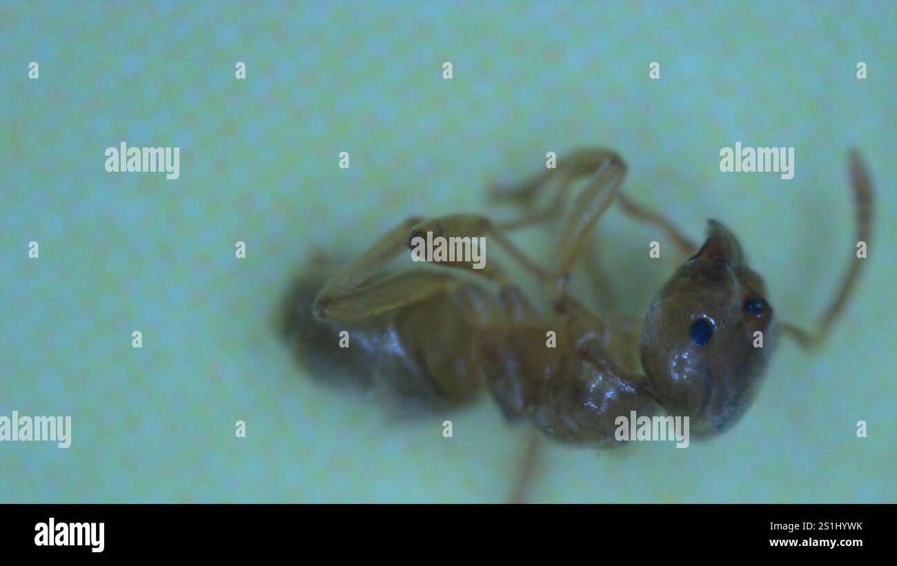 Citronella Ants, Fuzzy Ants, and Allies (Lasius Stock Photo - Alamy