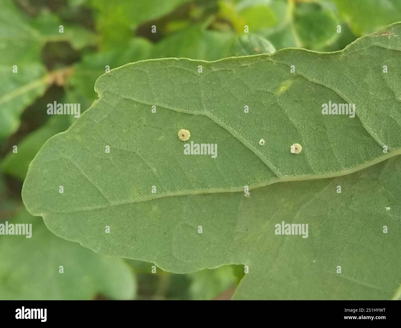 Common Spangle Gall Wasp (Neuroterus quercusbaccarum Stock Photo - Alamy