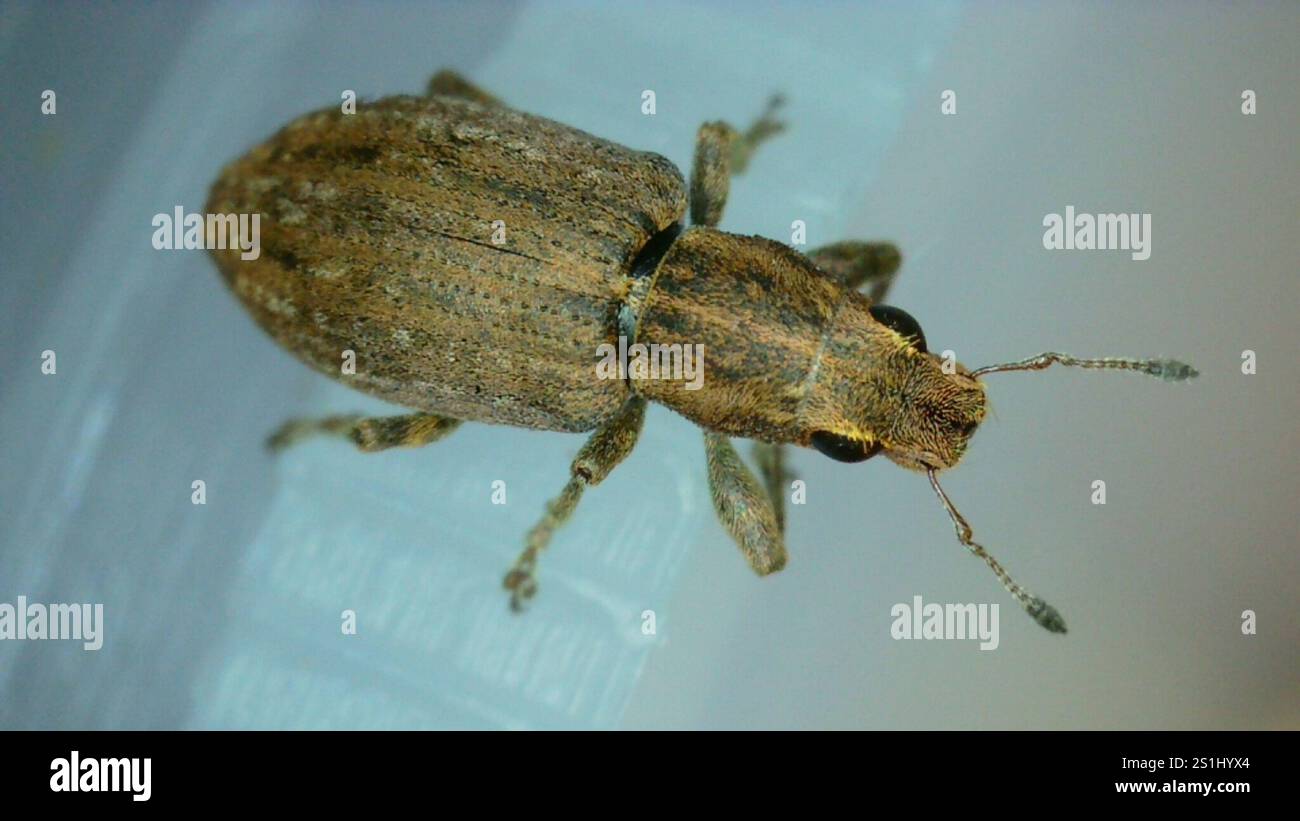Clover root weevil (Sitona lepidus Stock Photo - Alamy
